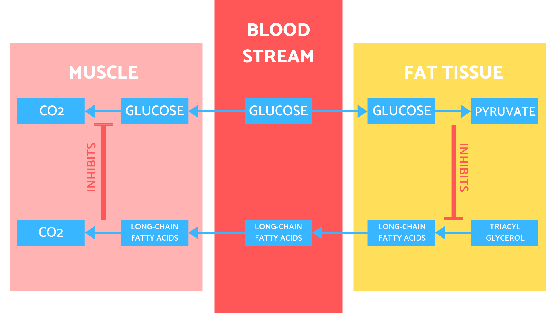 WHY SWITCHING TO A VEGAN DIET MAKES YOU FEEL BETTER – momagnon.com